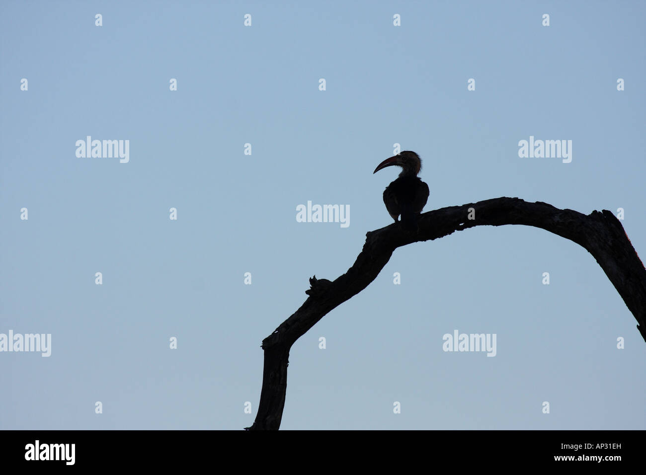 Yellow-billed hornbill, tockus leucomelas, silhouette of bird on branch ...