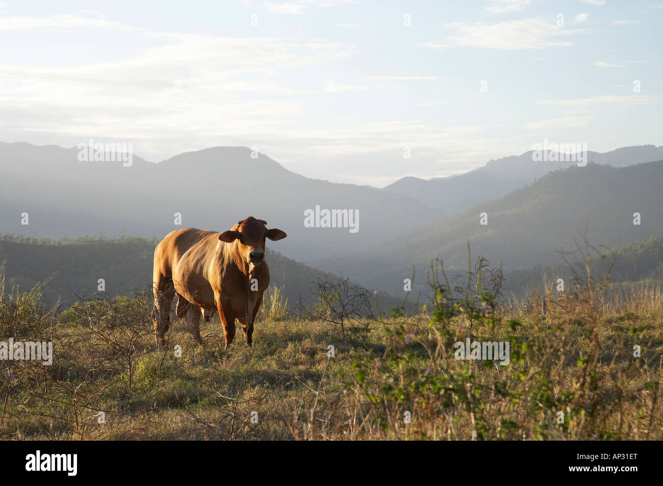 Qld bulls hi-res stock photography and images - Alamy