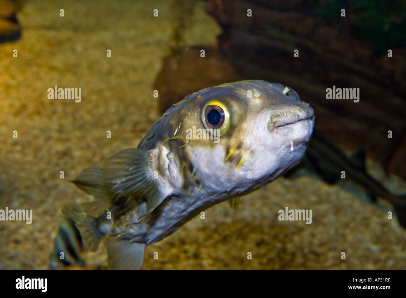 a cute little fish with big eyes looks at the camera Stock Photo - Alamy