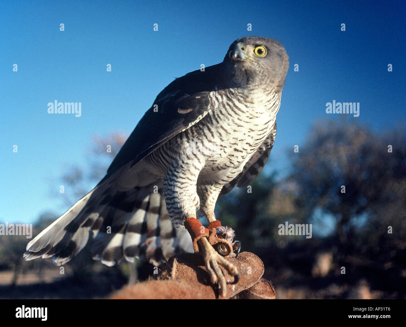 Accipiter tachiro hi-res stock photography and images - Alamy
