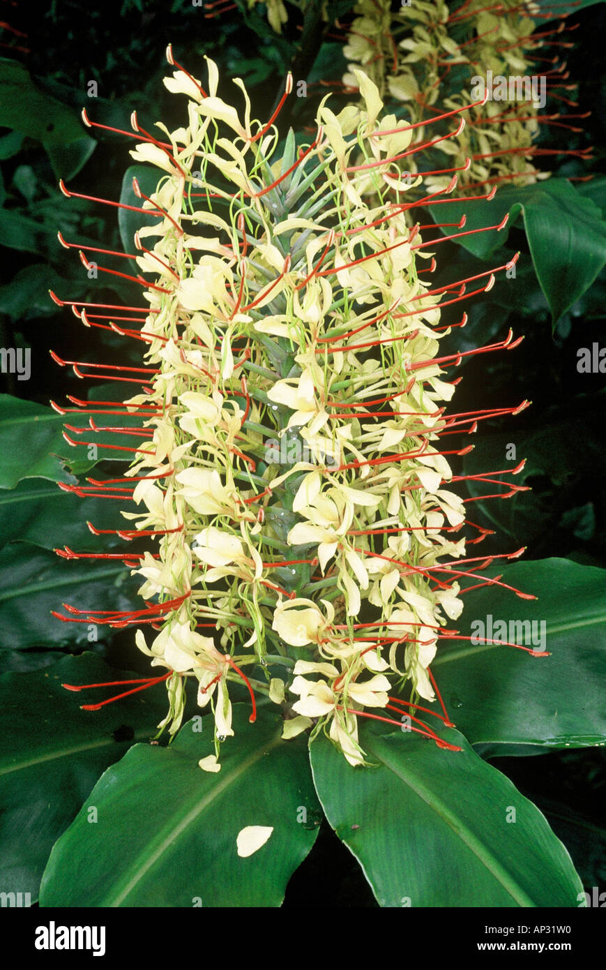 Ginger Lily Hedychium gardnerianum Stock Photo - Alamy