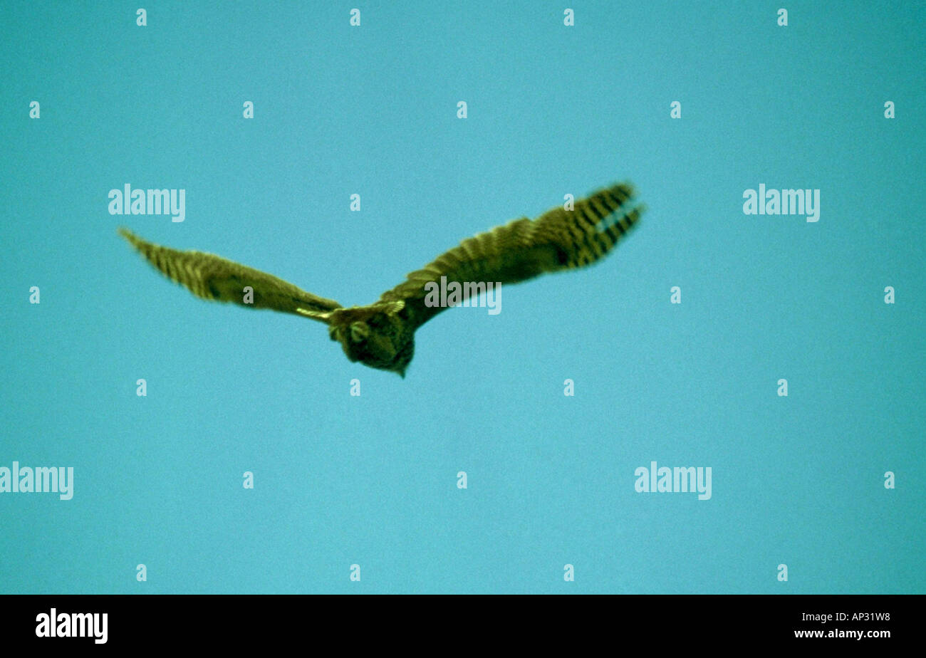 Pel's fishing owl hi-res stock photography and images - Alamy