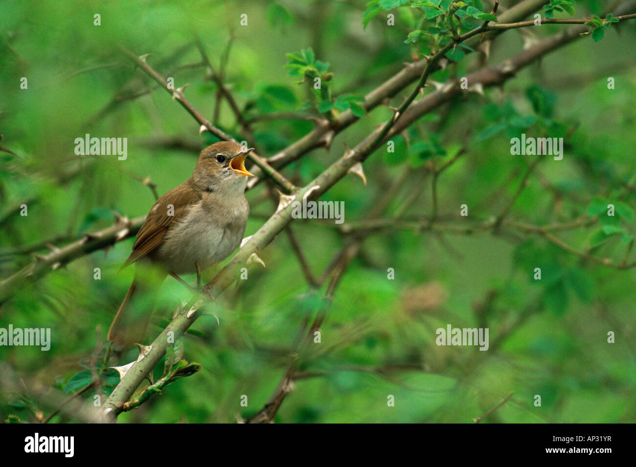 Common nightingale Luscinia megarhynchos singing Cambridgeshire England ...