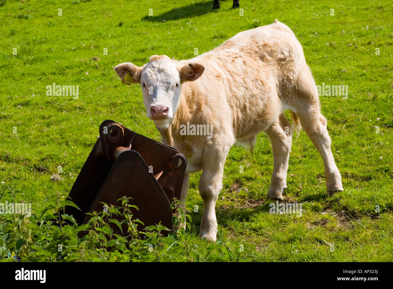 White bull calve inspects a mechanical digger shovel Stock Photo - Alamy