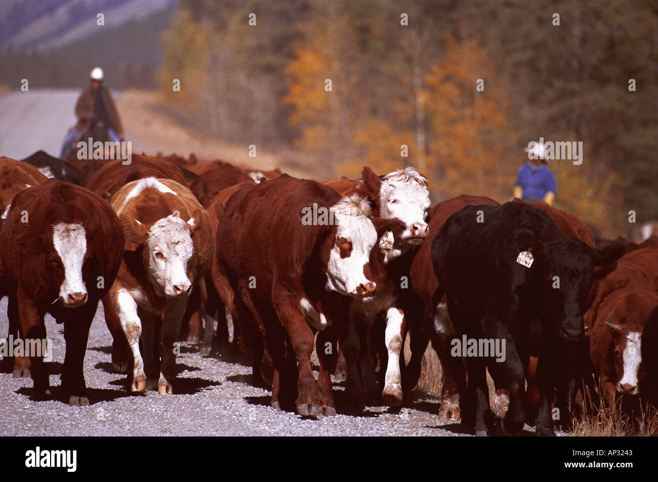 Cattle round up canada hi-res stock photography and images - Alamy
