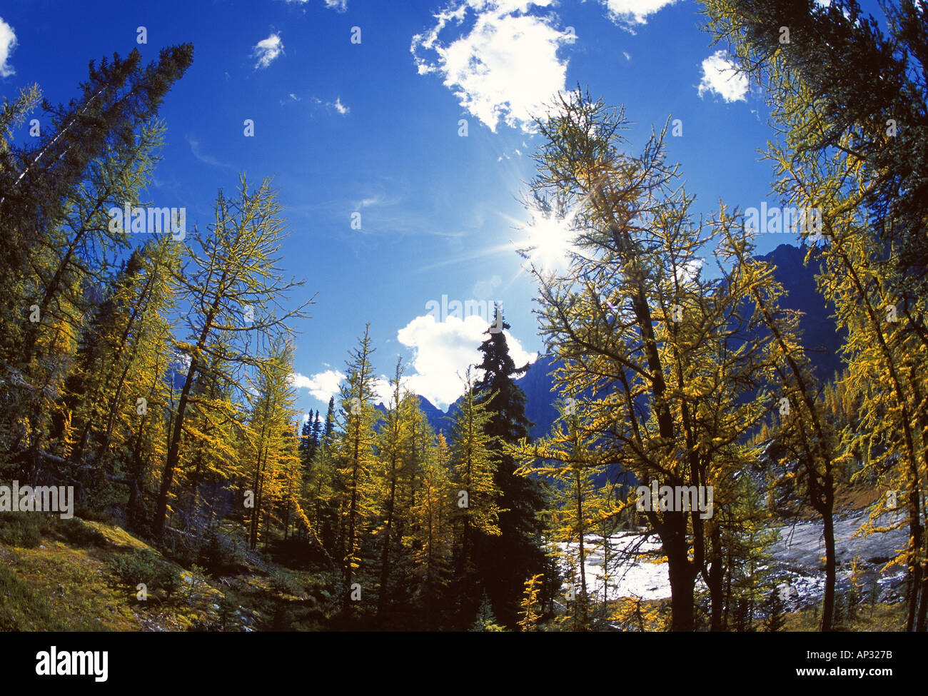 Sunlight through trees Stock Photo - Alamy