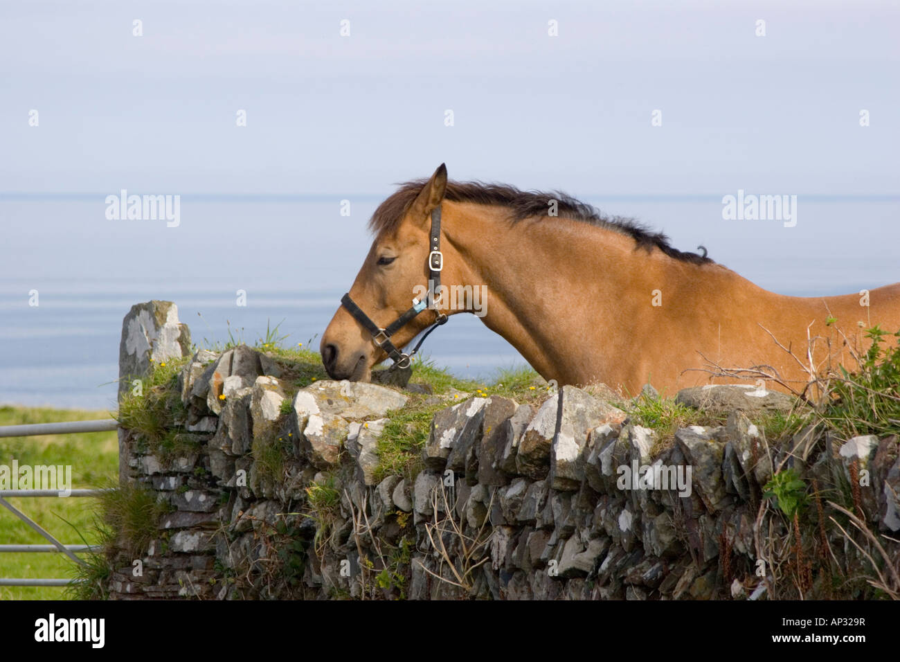 Horse looking over a wall Stock Photo - Alamy