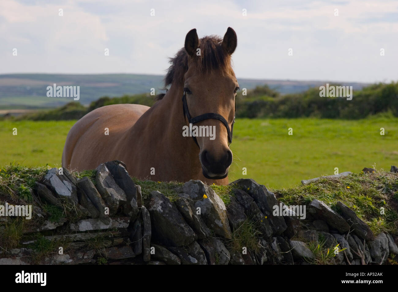 Horse looking over a wall Stock Photo - Alamy