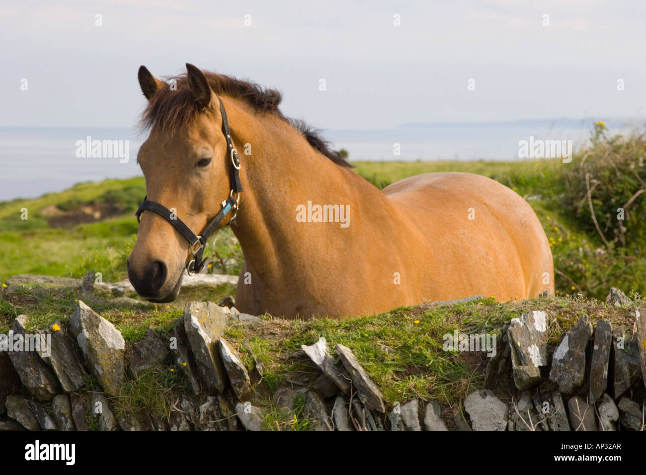 Horse looking over a wall Stock Photo - Alamy