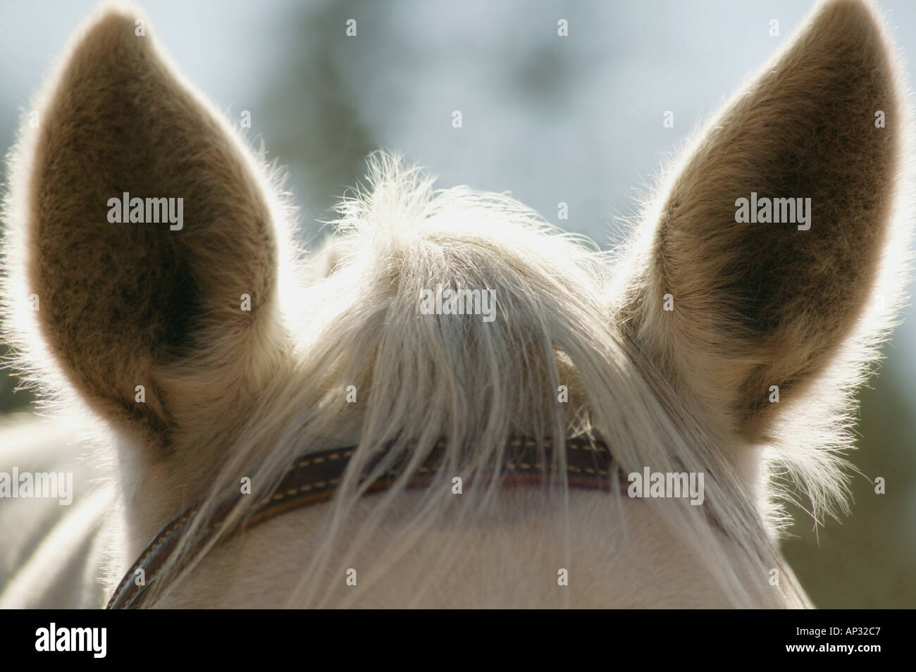 Tame animals listen hi-res stock photography and images - Alamy