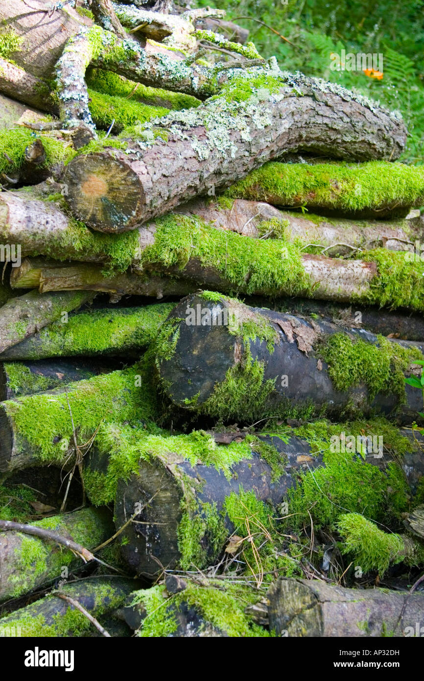 Pile of old logs covered in moss Stock Photo - Alamy