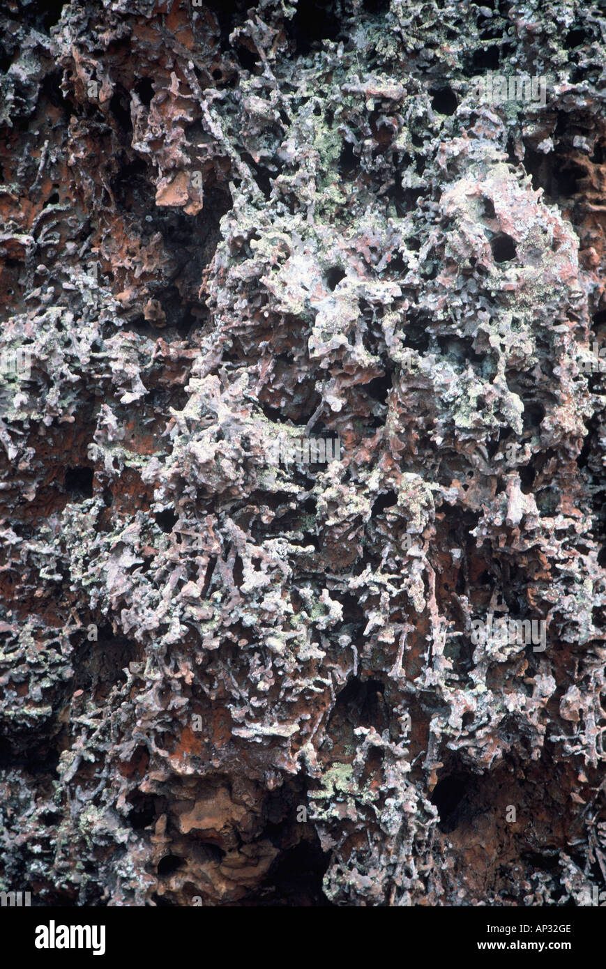 Trace Fossil Burrows High Resolution Stock Photography and Images - Alamy