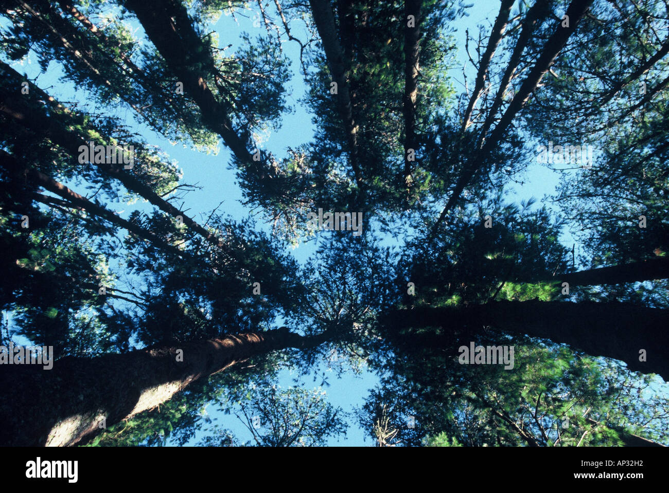 Wind pollination pine trees hi-res stock photography and images - Alamy