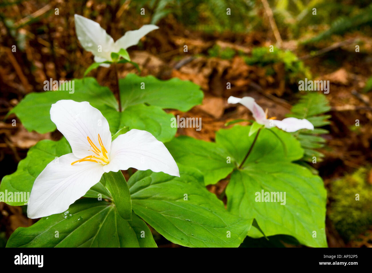 White pacific trillium flower hi-res stock photography and images - Alamy