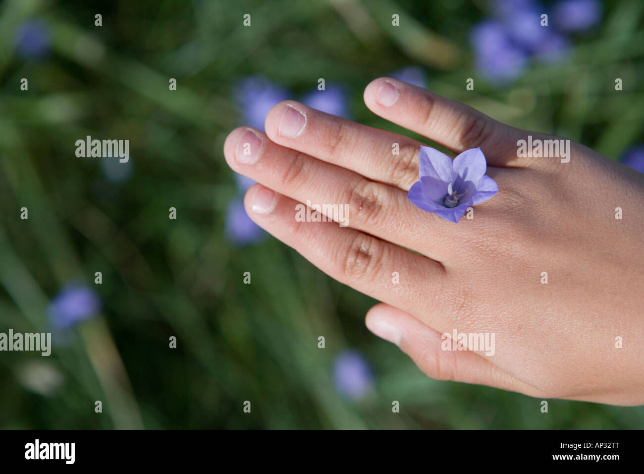 Blue Bell Flower Ring on Hand, Henne Strand, Central Jutland, Denmark ...
