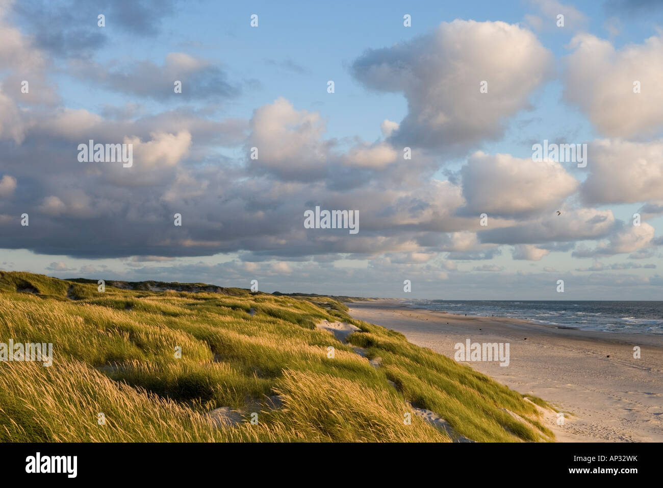 Dunes and Henne Strand Beach, Henne Strand, Central Jutland, Denmark ...