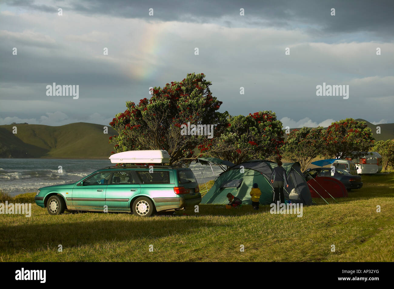 Campground at the beach, glooming Christmas trees, Port Jackson on the ...