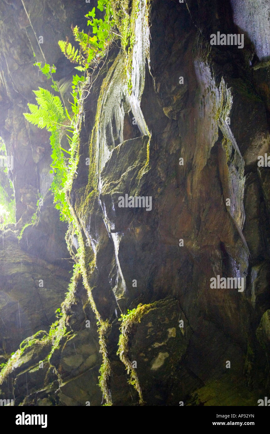 Backlit ferns growing inside a cave Stock Photo - Alamy