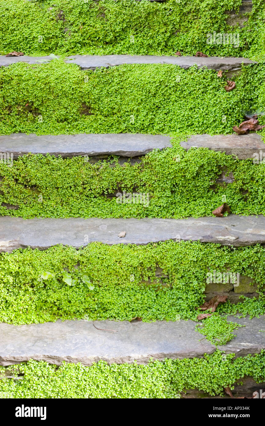 Stone steps covered in green plant growth Stock Photo - Alamy