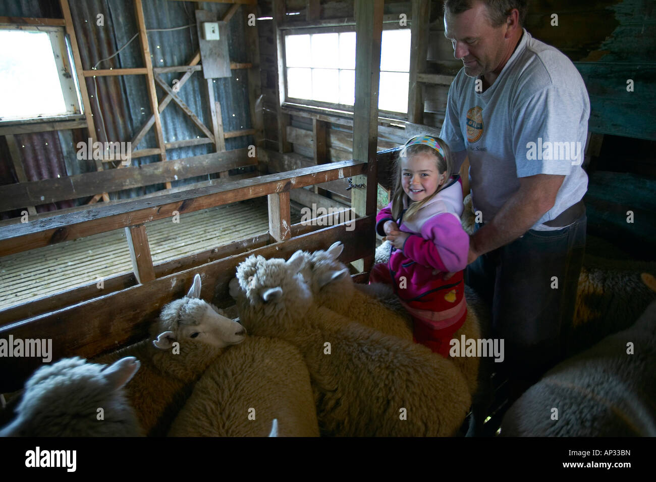 Sheep riding hi-res stock photography and images - Alamy