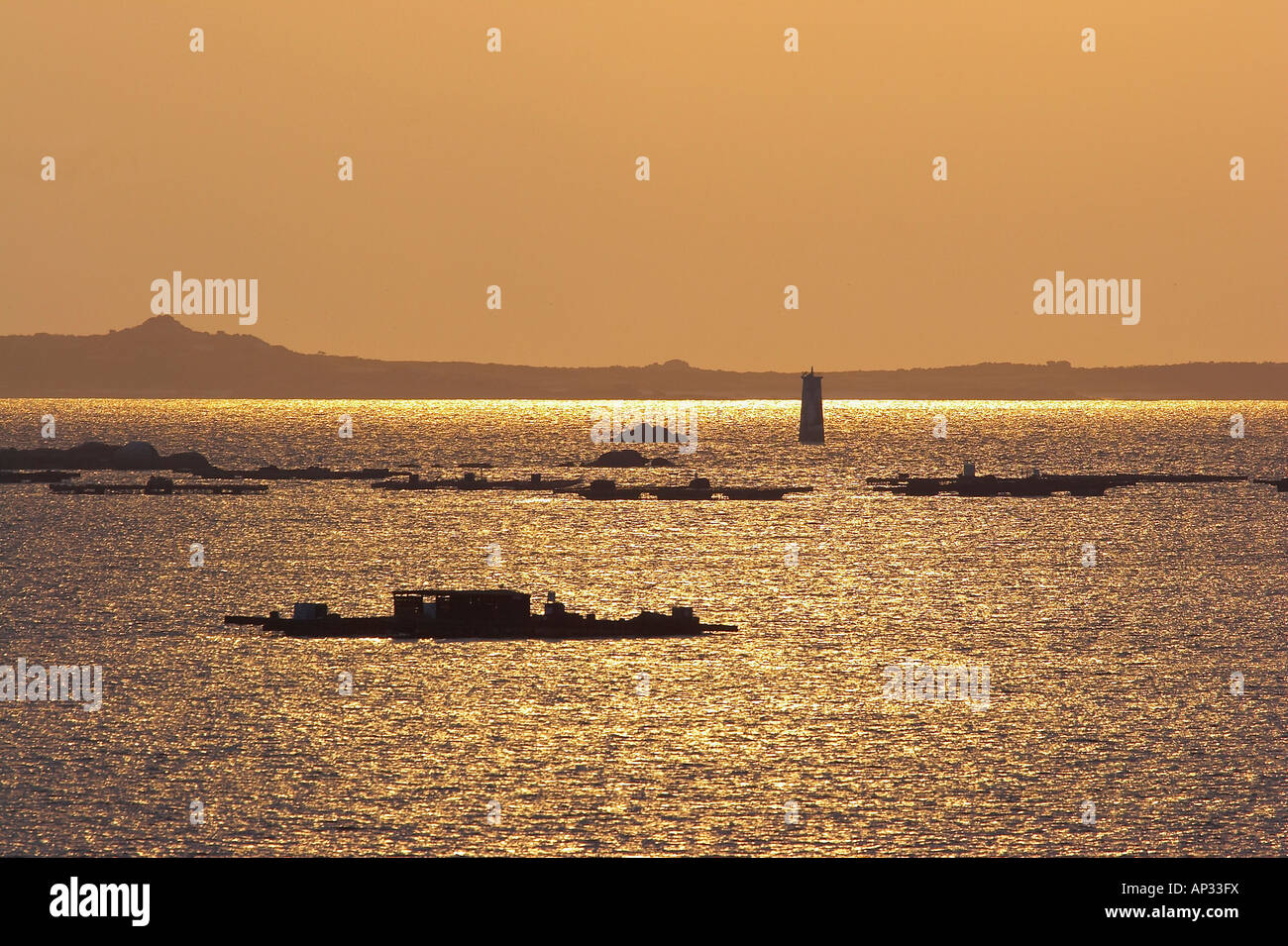 Coastal landscape with mussel cultivation farm at sunset, O Grove, Ría ...