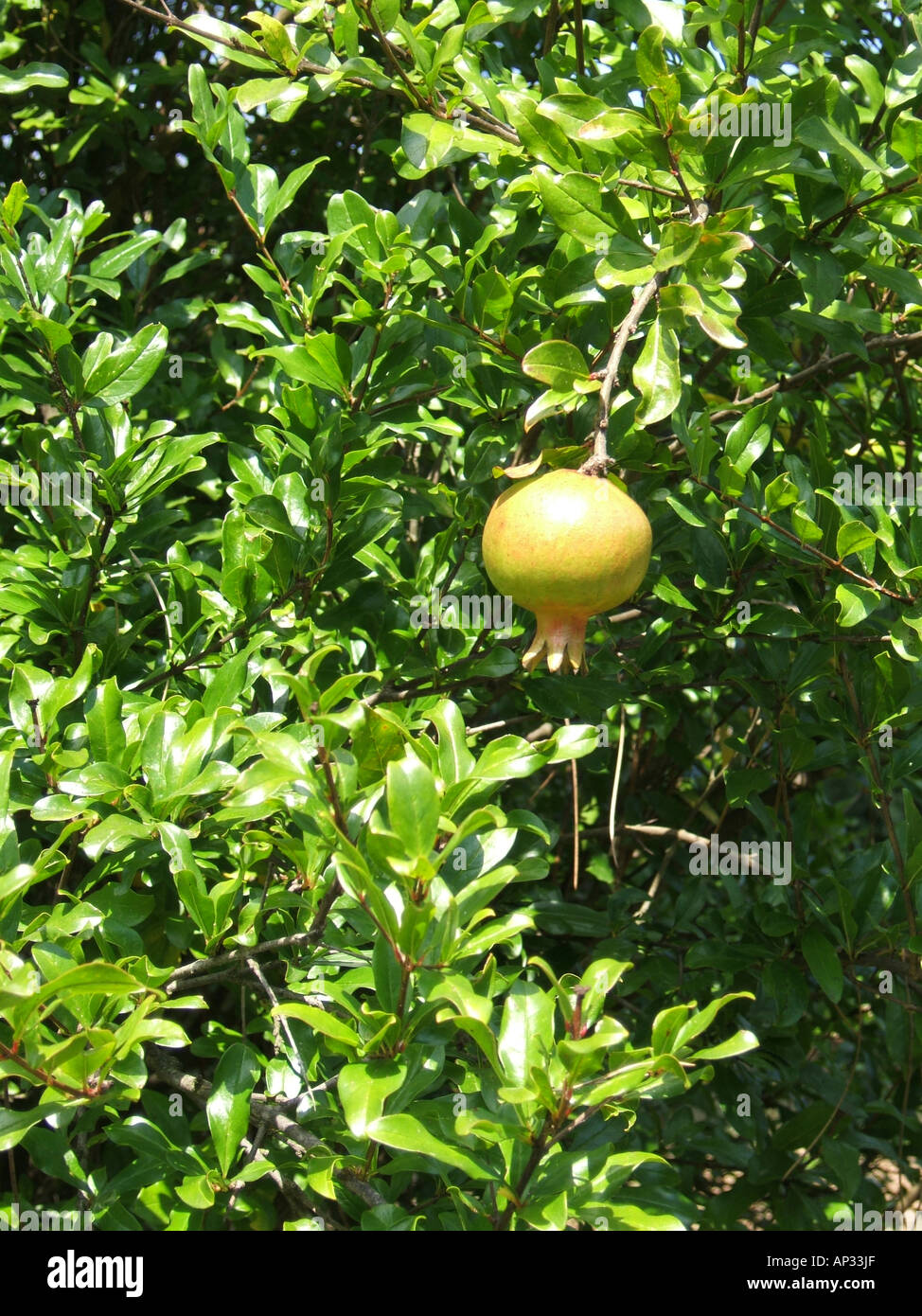 one pomegranate growing in tree Stock Photo - Alamy