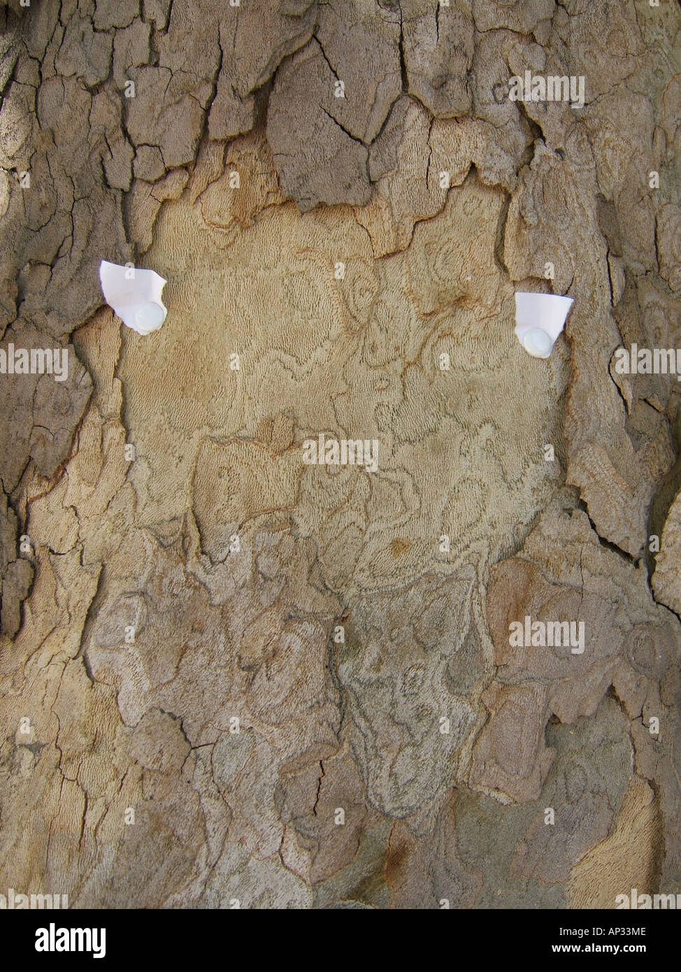 Ripped sign tree hi-res stock photography and images - Alamy