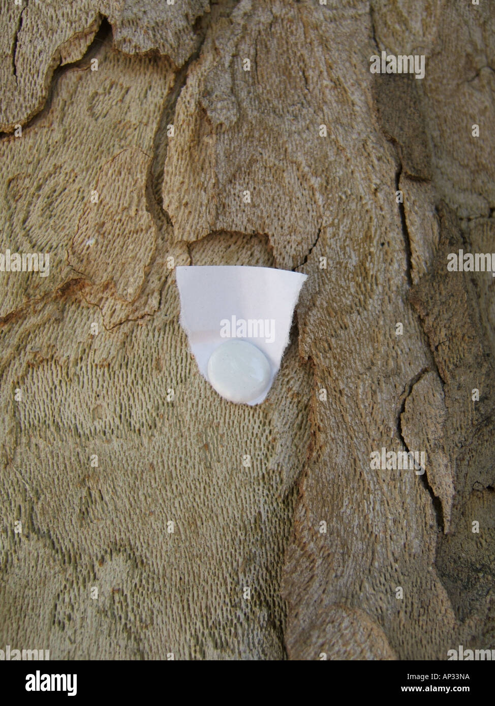 ripped message removed from tree Stock Photo - Alamy