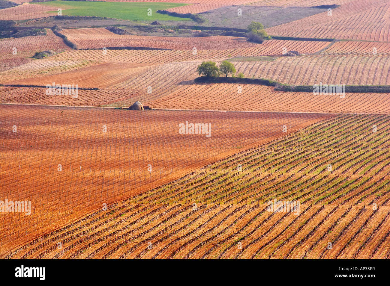 Vineyards in a wine growing landscape in spring, la Rioja, Spain Stock ...