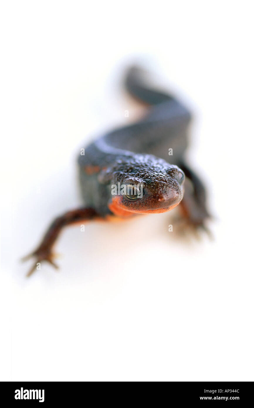 Fire belly newt hi-res stock photography and images - Alamy