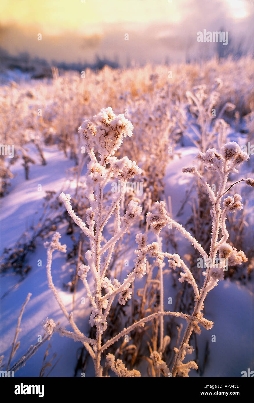 Hoc0005 hi-res stock photography and images - Alamy