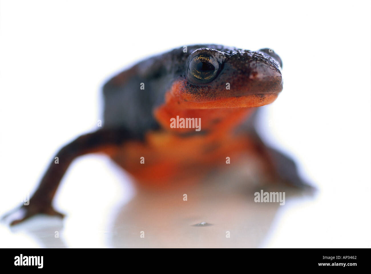 Japanese fire belly newt hi-res stock photography and images - Alamy