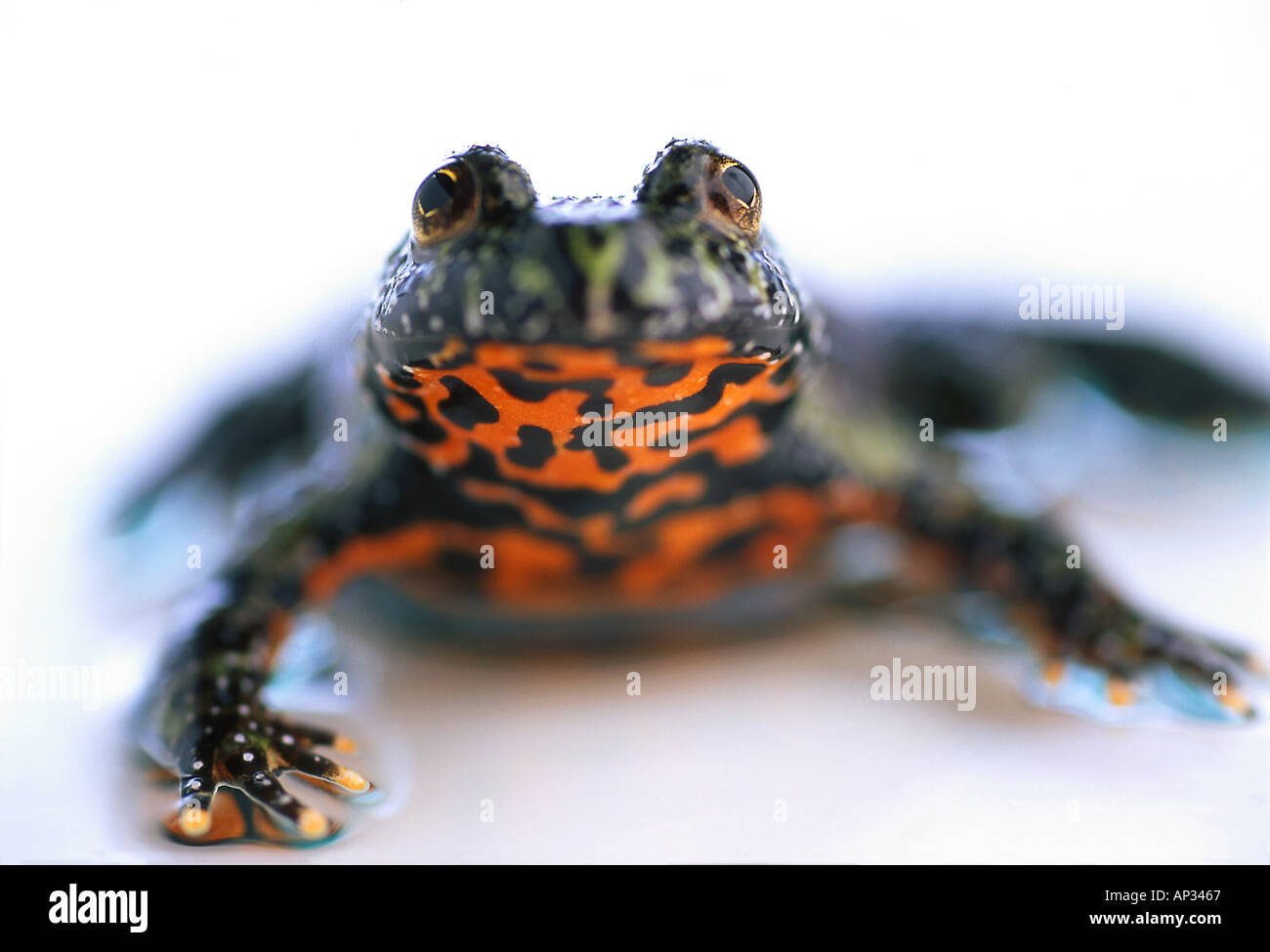 Hoc0009 hi-res stock photography and images - Alamy