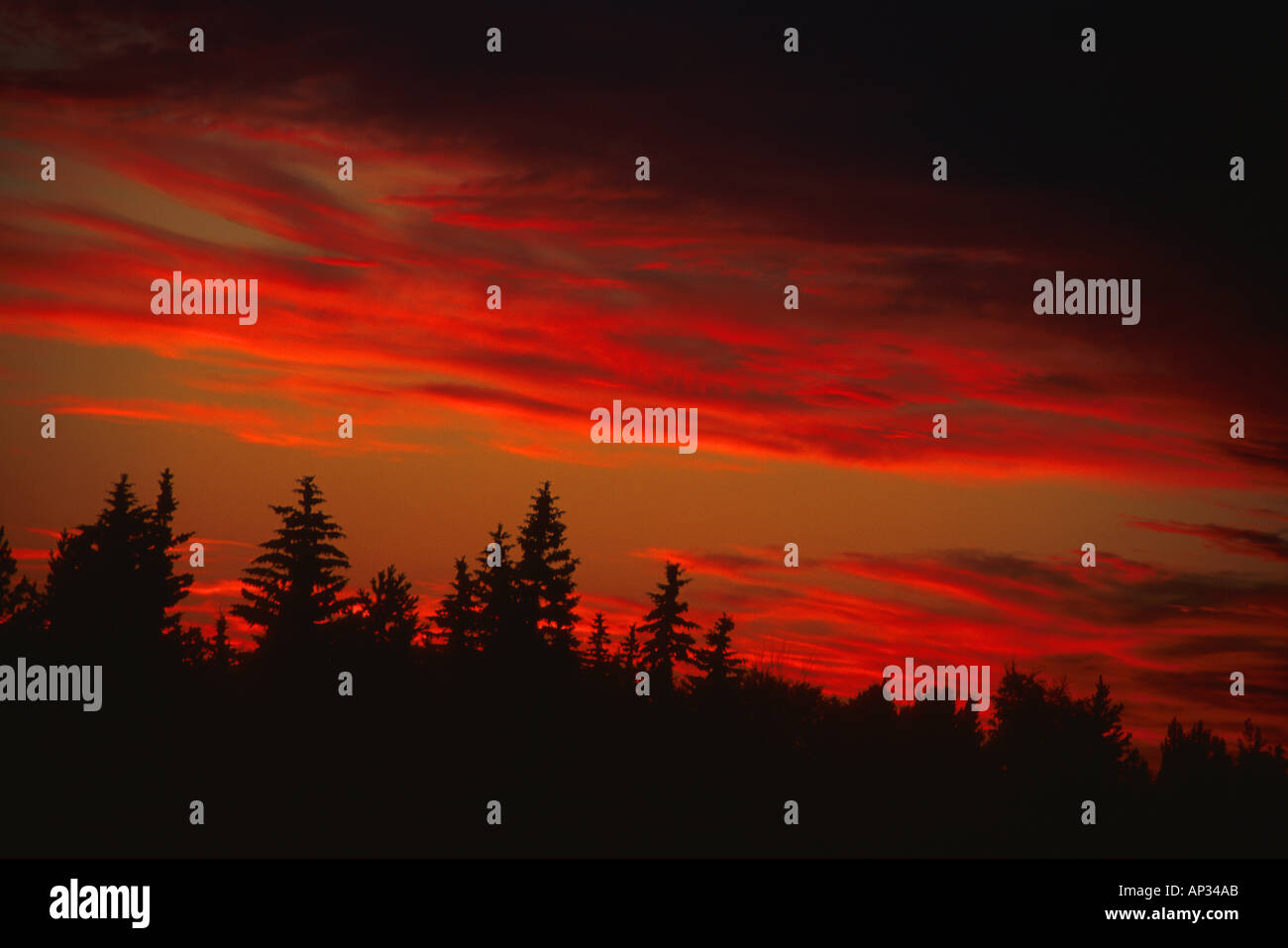 Red sunset with tree line Stock Photo - Alamy