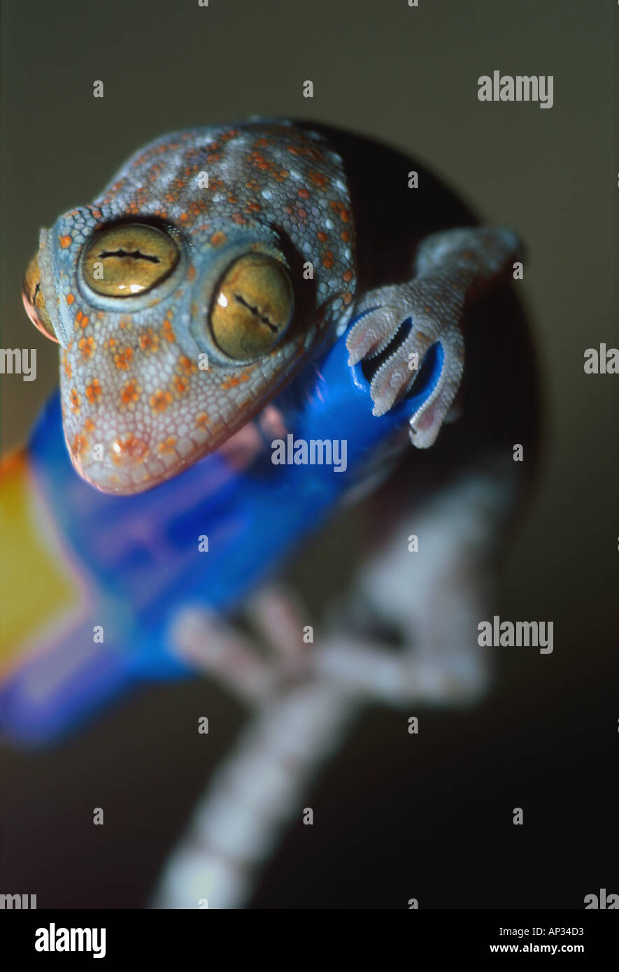 Blue orange spotted tokay gecko hi-res stock photography and images - Alamy