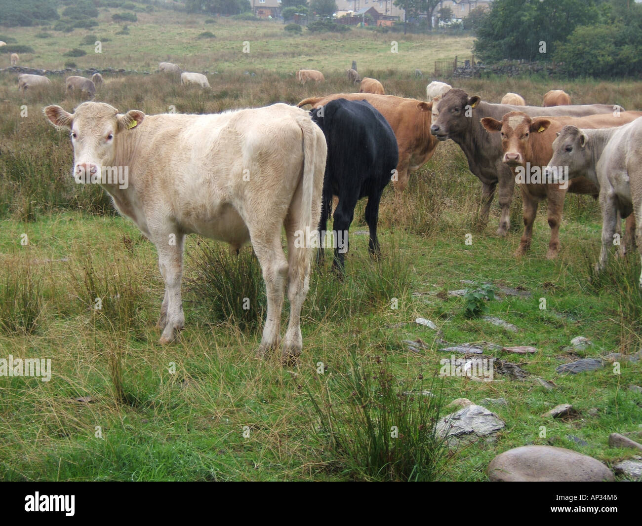 Cows back side rear view hi-res stock photography and images - Alamy