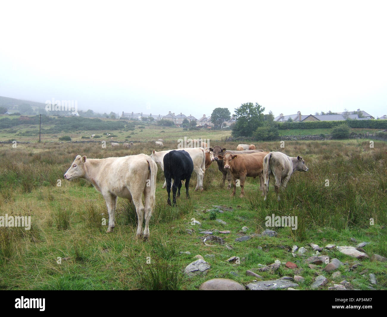 Cow looking miserable hi-res stock photography and images - Alamy