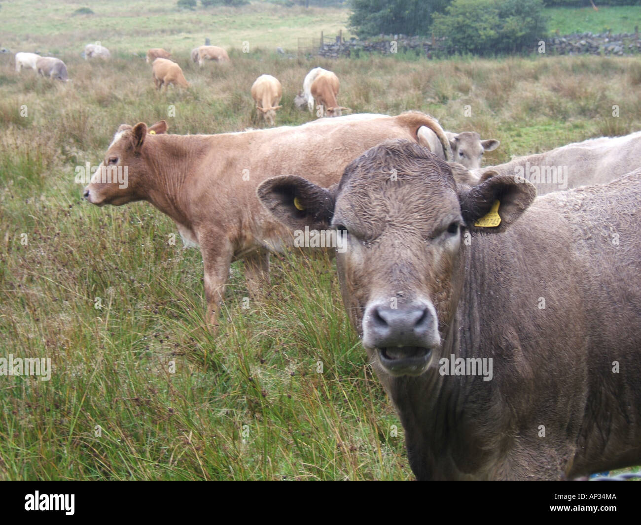 Cow looking miserable hi-res stock photography and images - Alamy