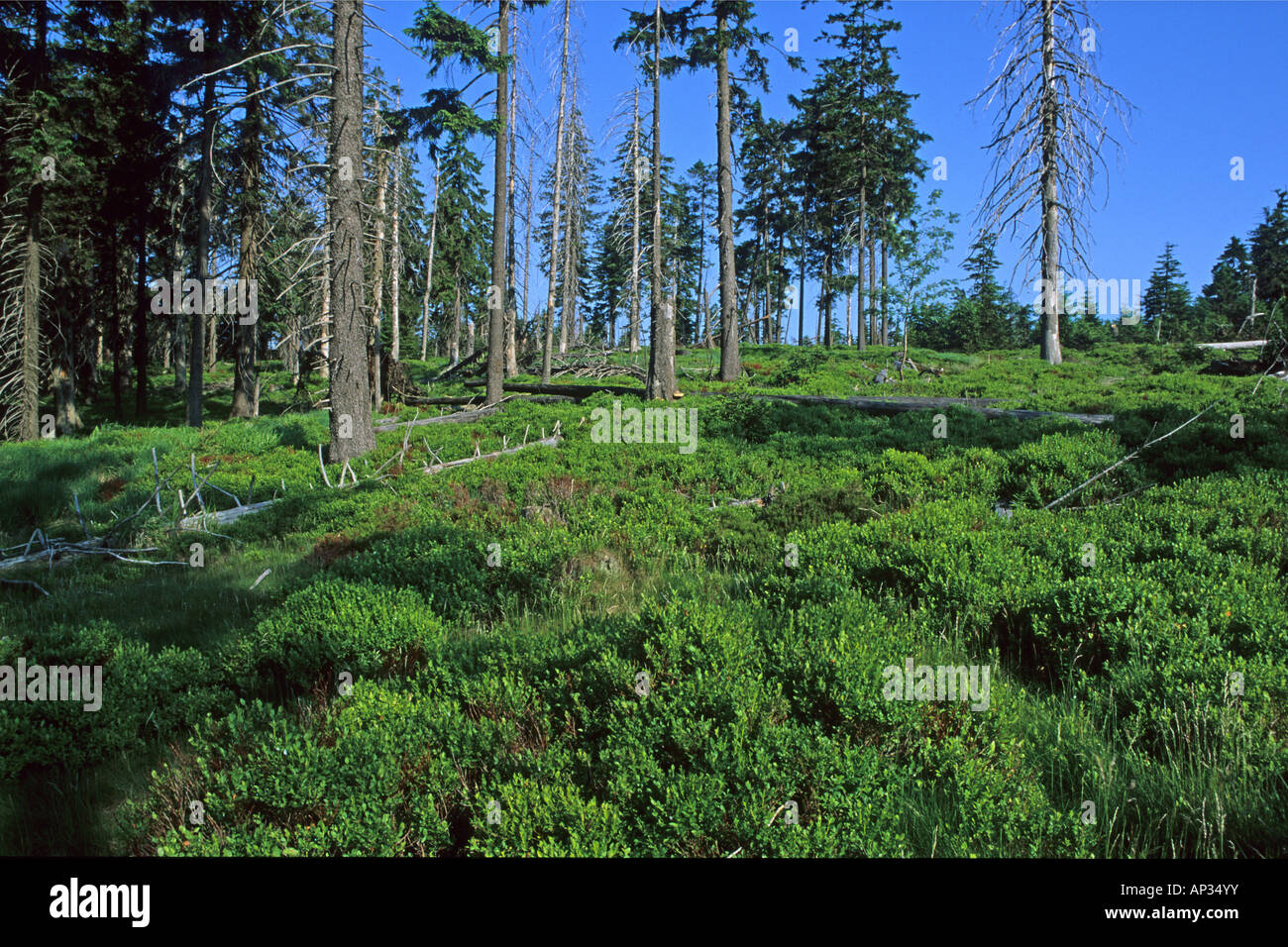 Acid rain damage, dying forest, Torfhaus, Harz Mountains, Lower Saxony ...