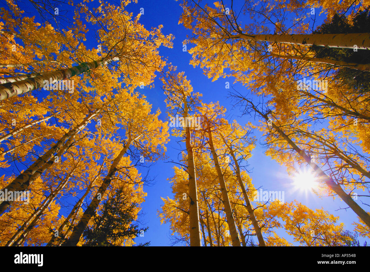 Upward angle view hi-res stock photography and images - Alamy