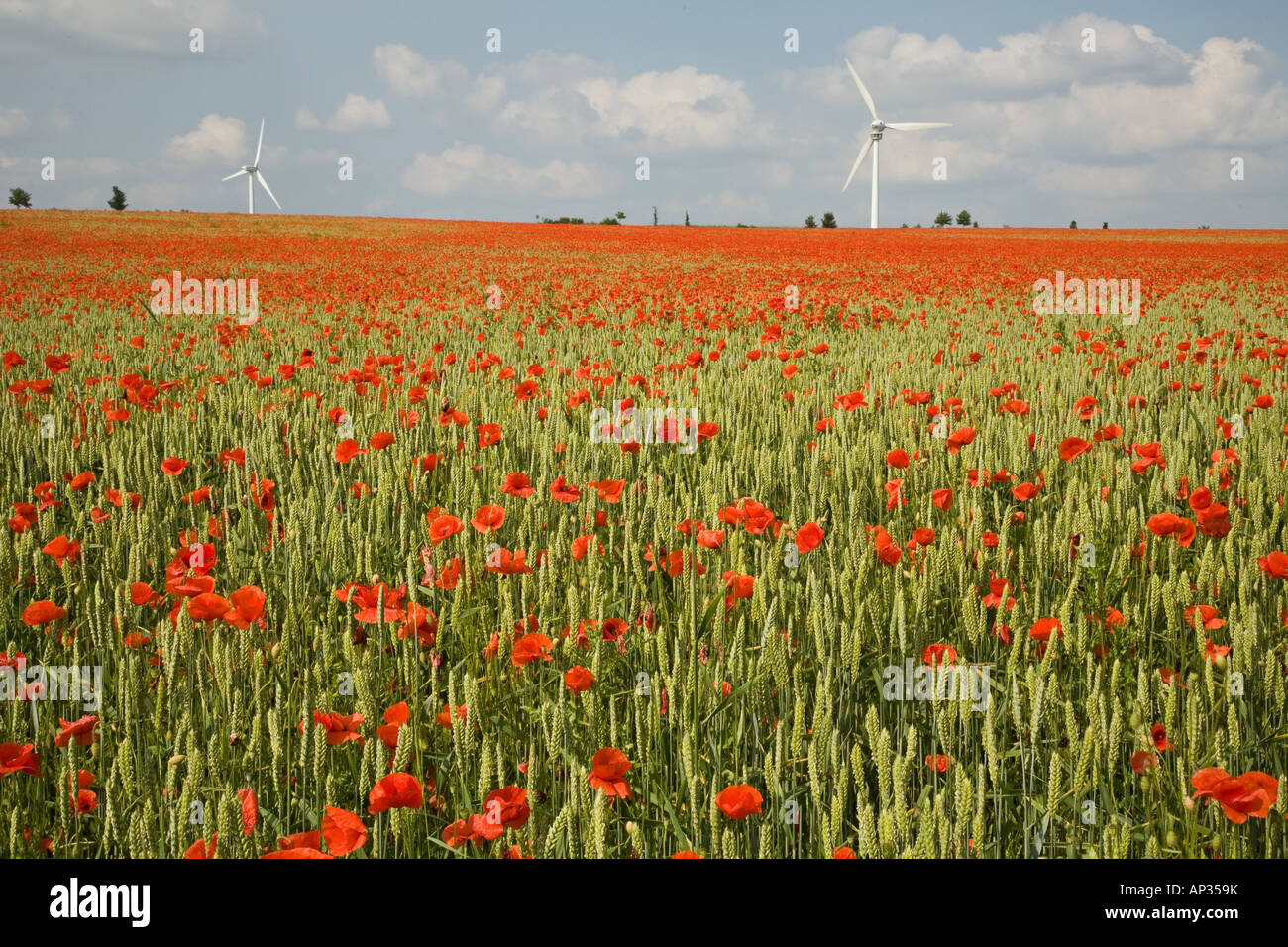 red poppies amongst grain field, wind turbines on horizon, northern ...