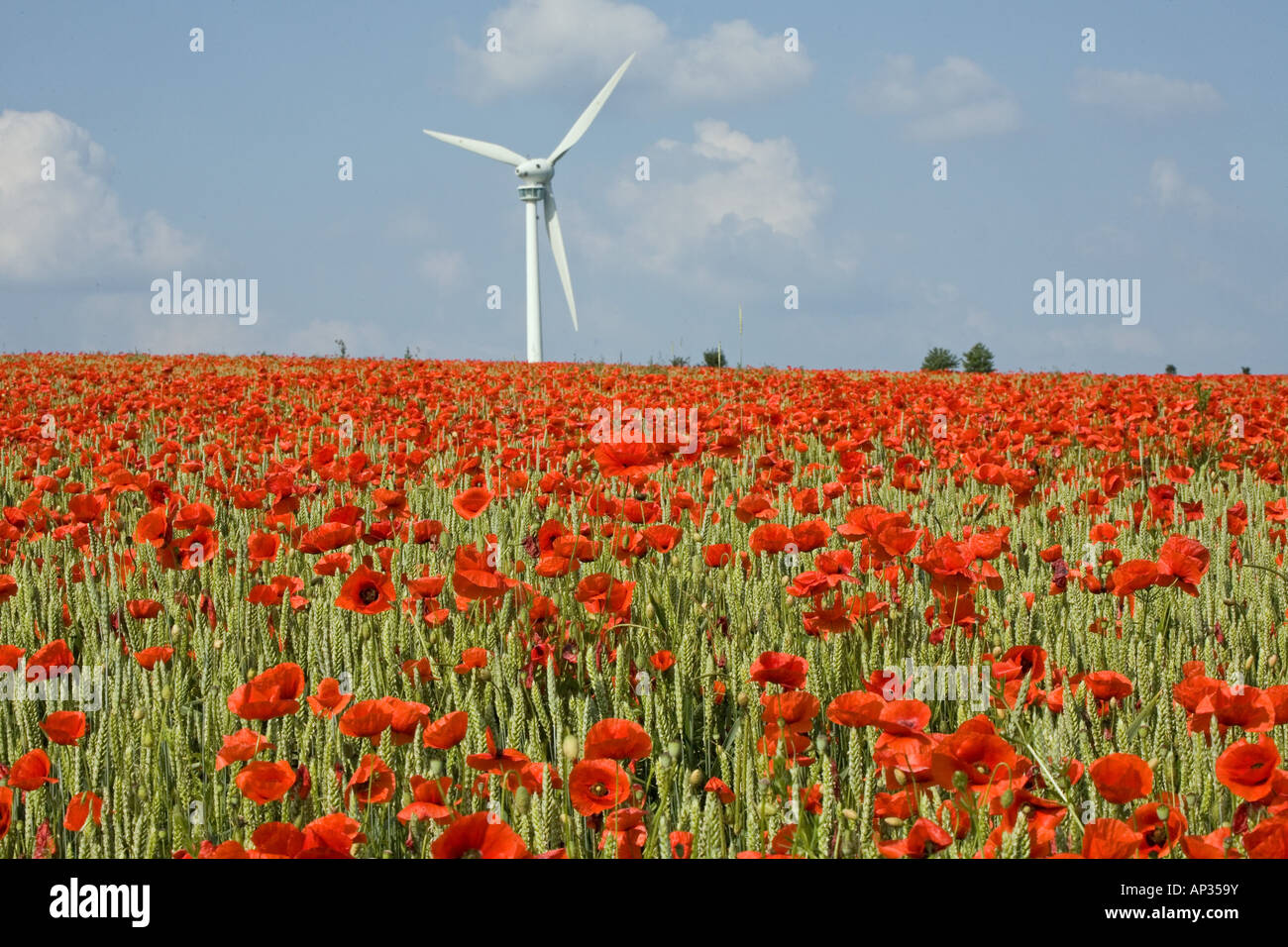 red poppies in grain field, wind turbines on horizon, northern Germany ...