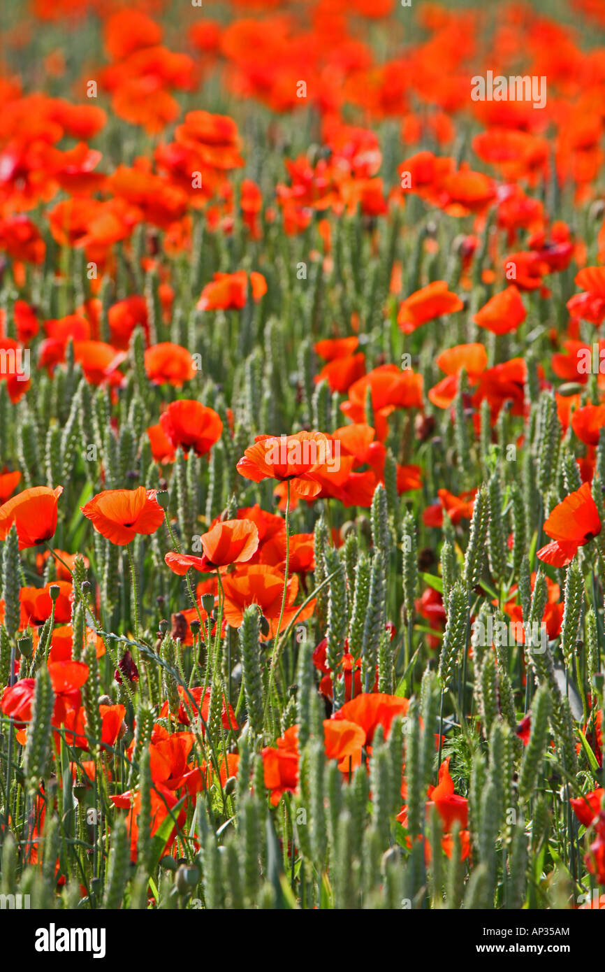 red poppies in grain field, northern Germany, Europe Stock Photo - Alamy