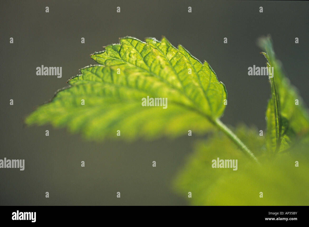 new leaf, spring season Stock Photo - Alamy
