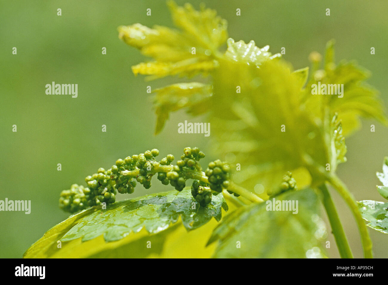 new leaf, spring season, young grapes Stock Photo - Alamy