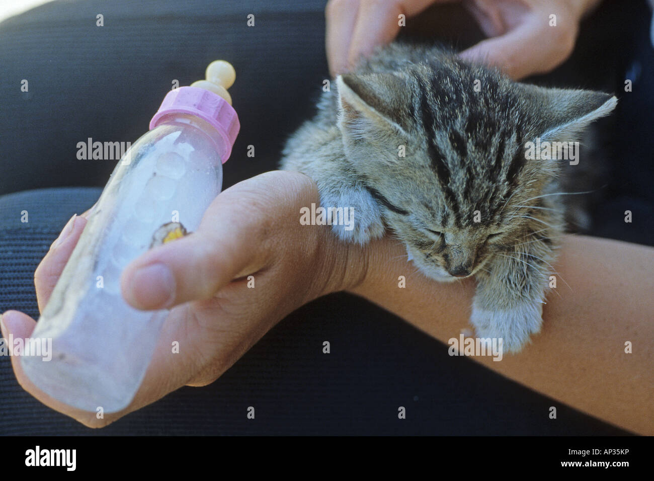 Hand feeding cat hi-res stock photography and images - Alamy