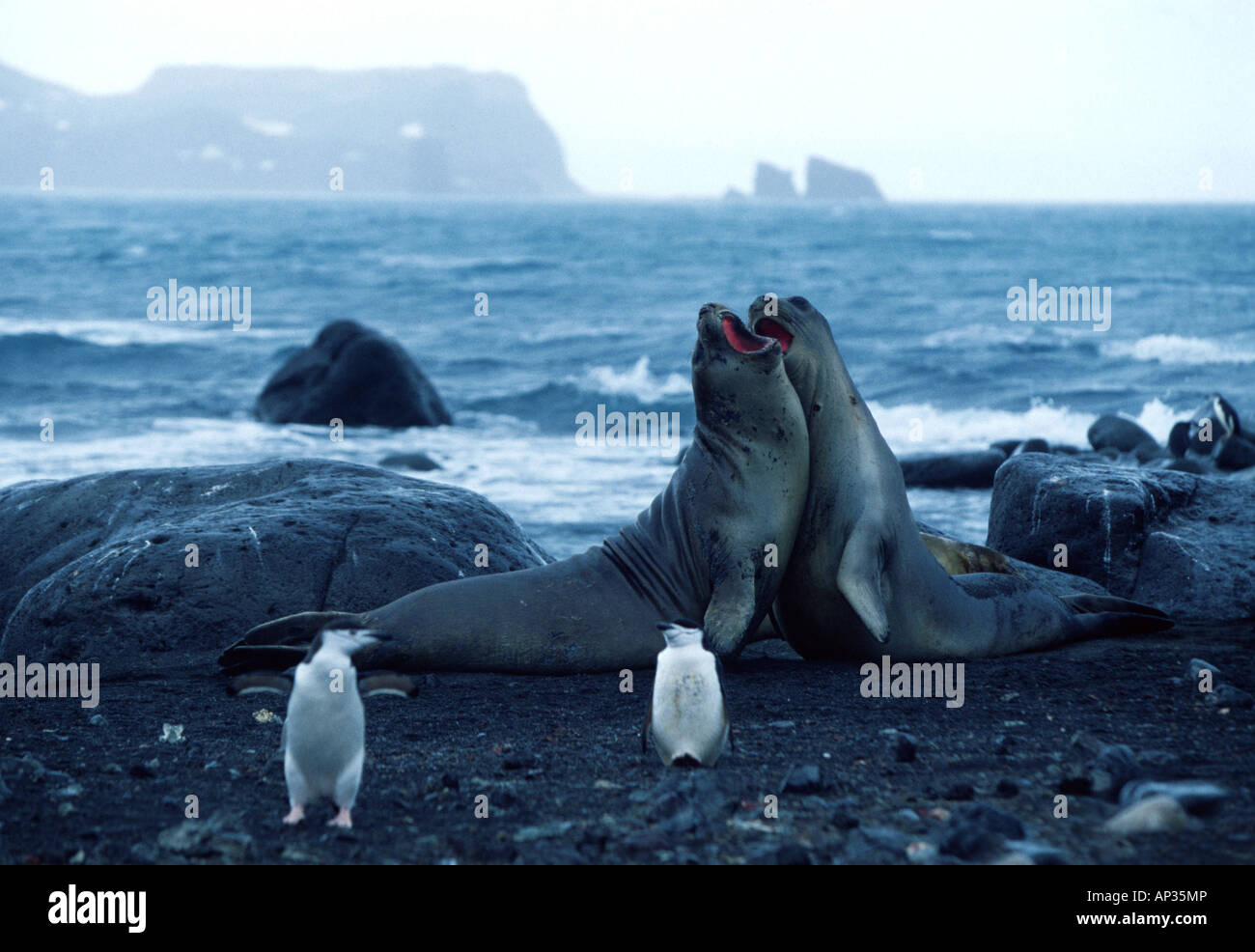Fighting sea elephants, Penguin Island, Antarctic Peninsula, Antarctica ...
