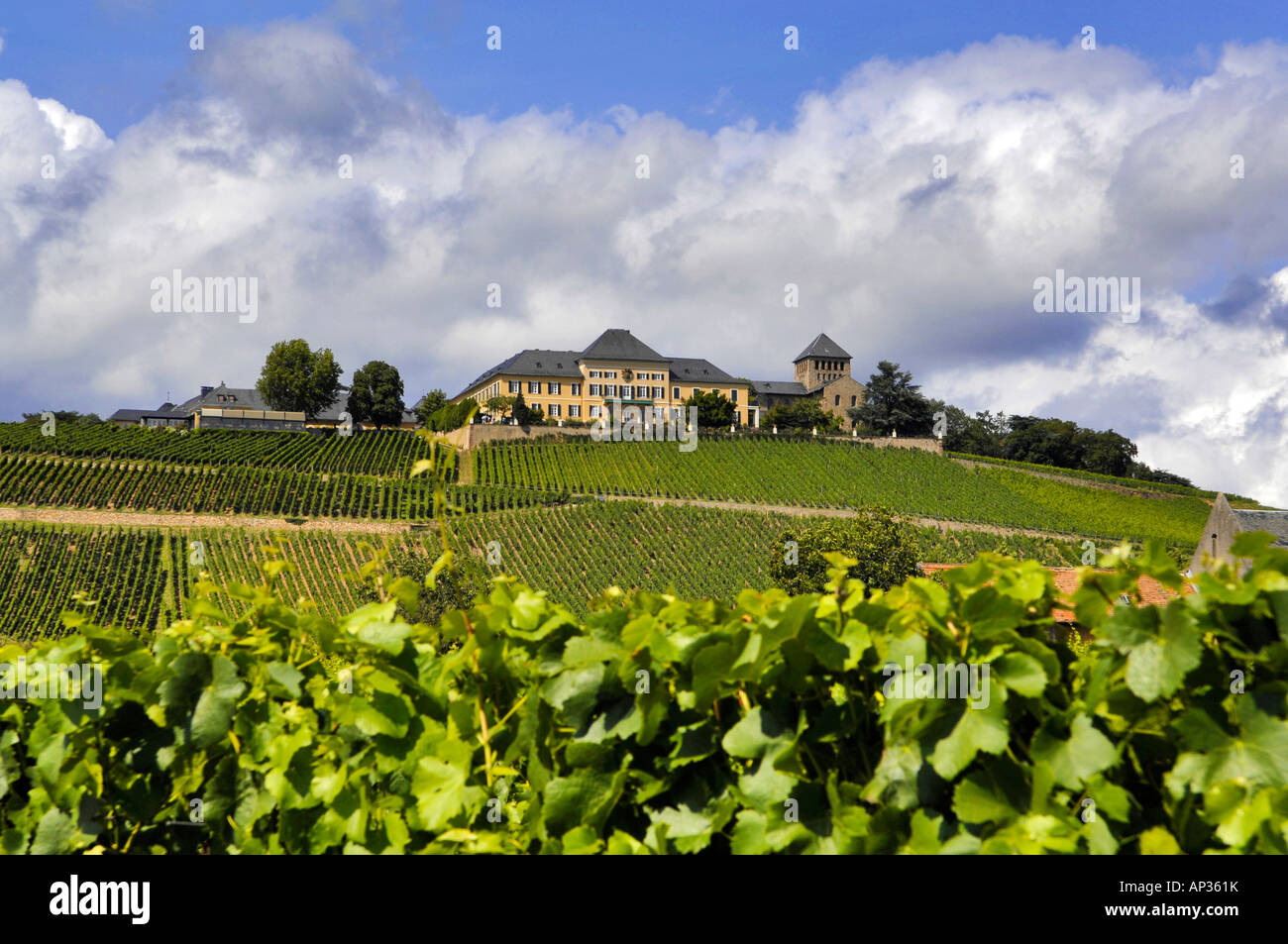 Rheingau vineyards hi-res stock photography and images - Alamy