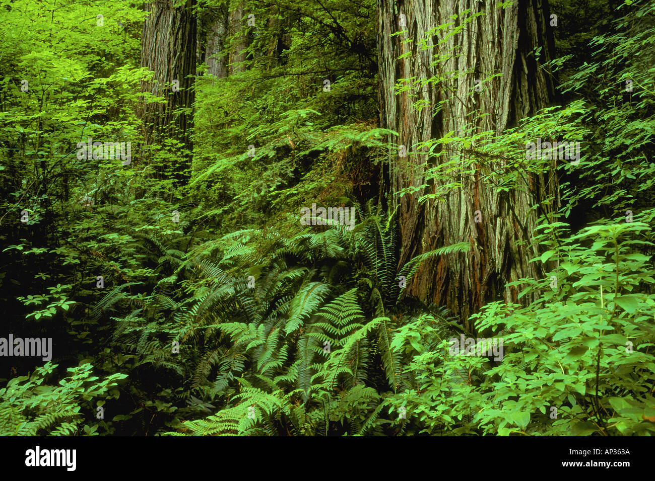 Large tree trunks and forest floor Stock Photo - Alamy