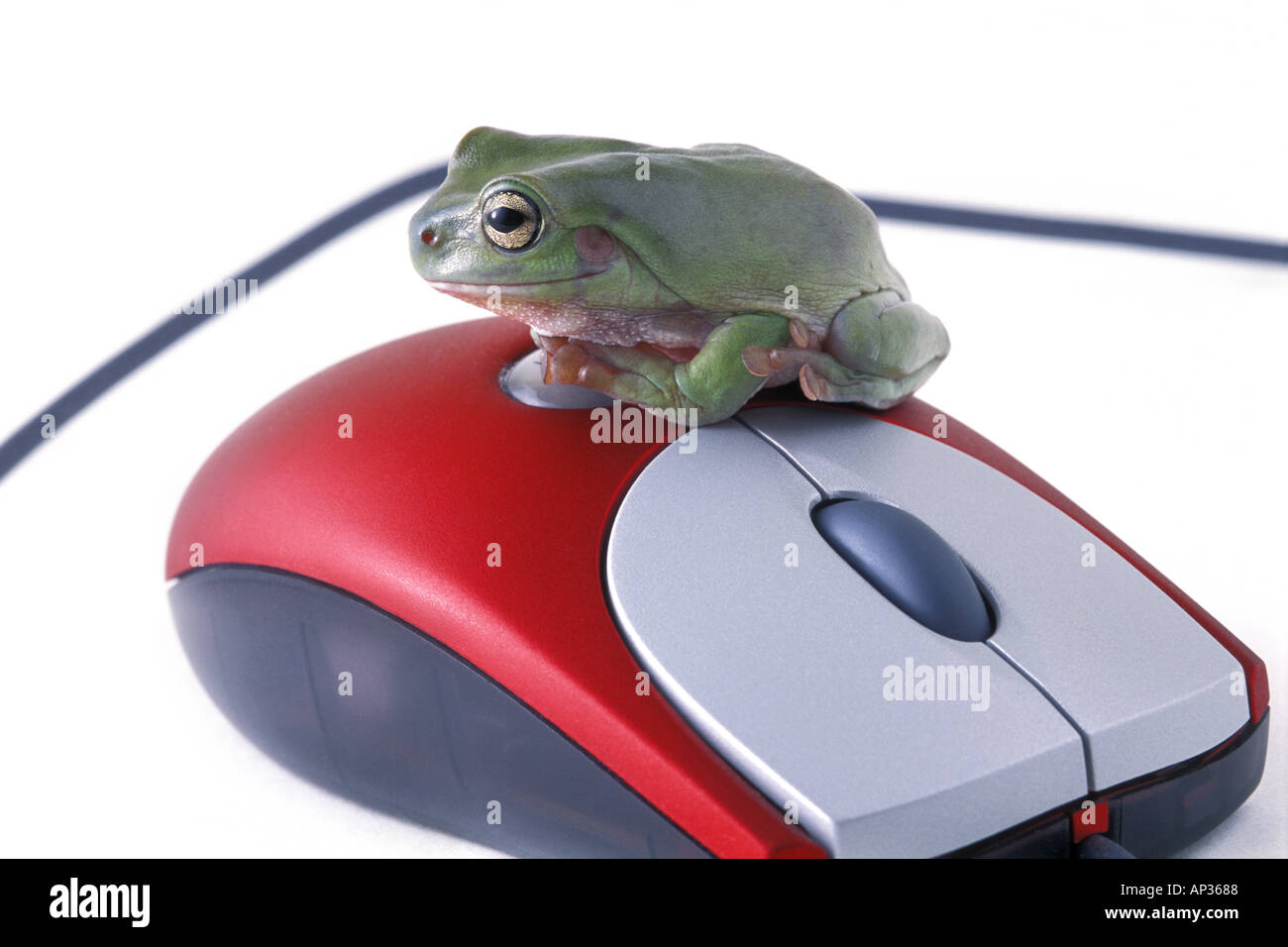 Smug animals hi-res stock photography and images - Alamy